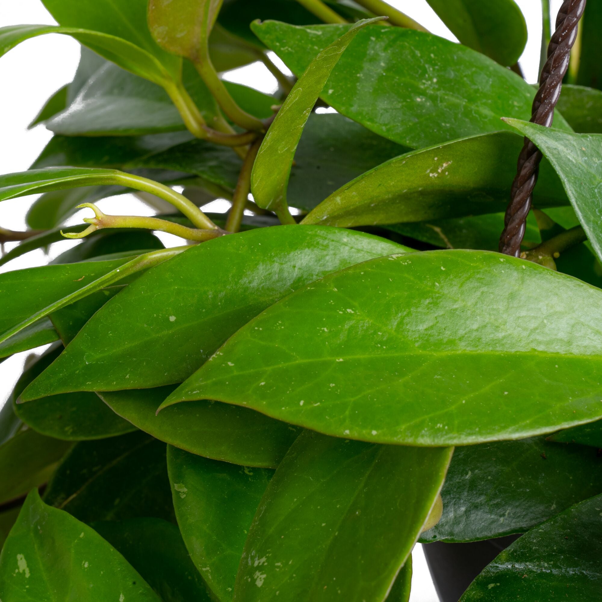 Hoya Sunrise | medium – Costa Farms