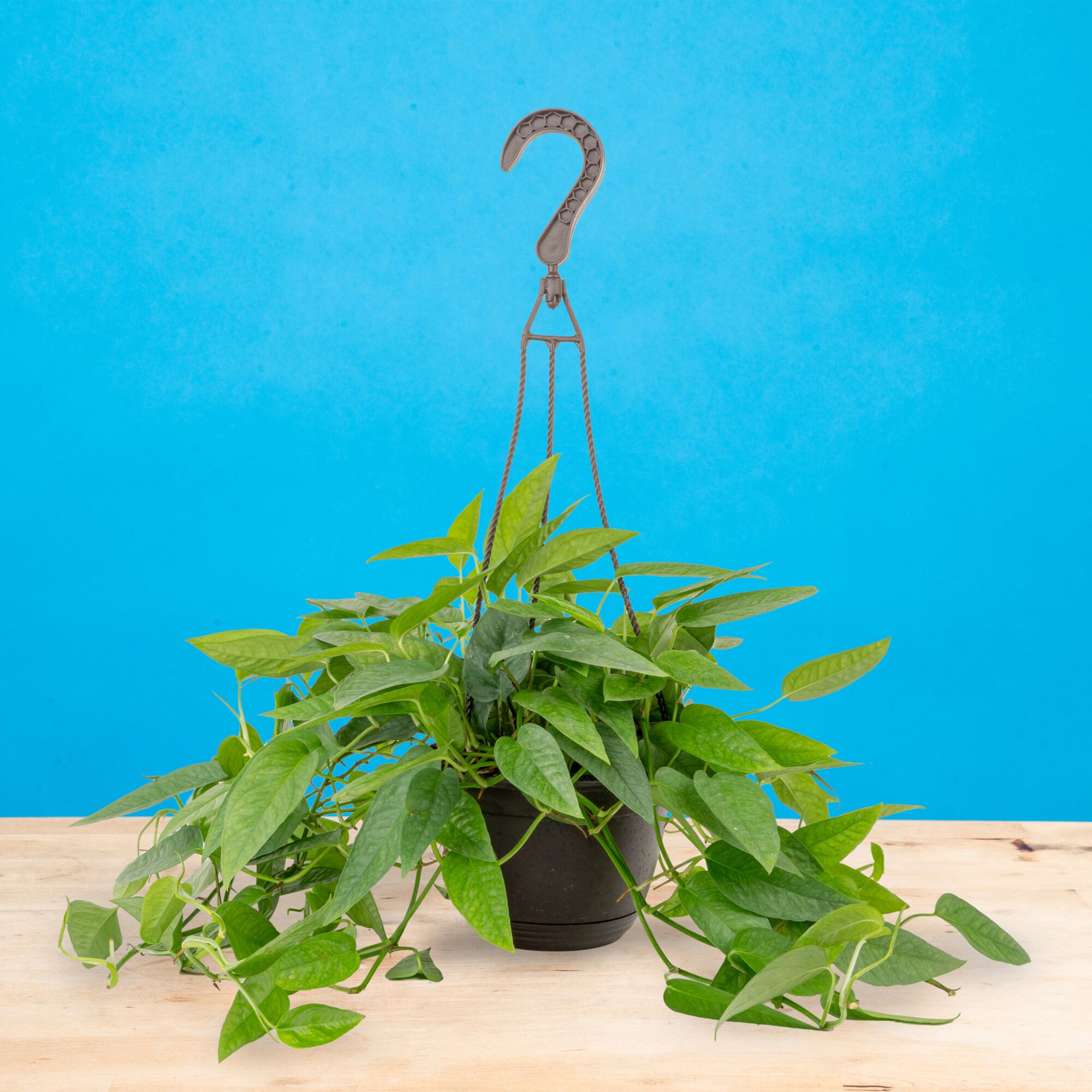 Pothos Cebu Blue | medium – Costa Farms