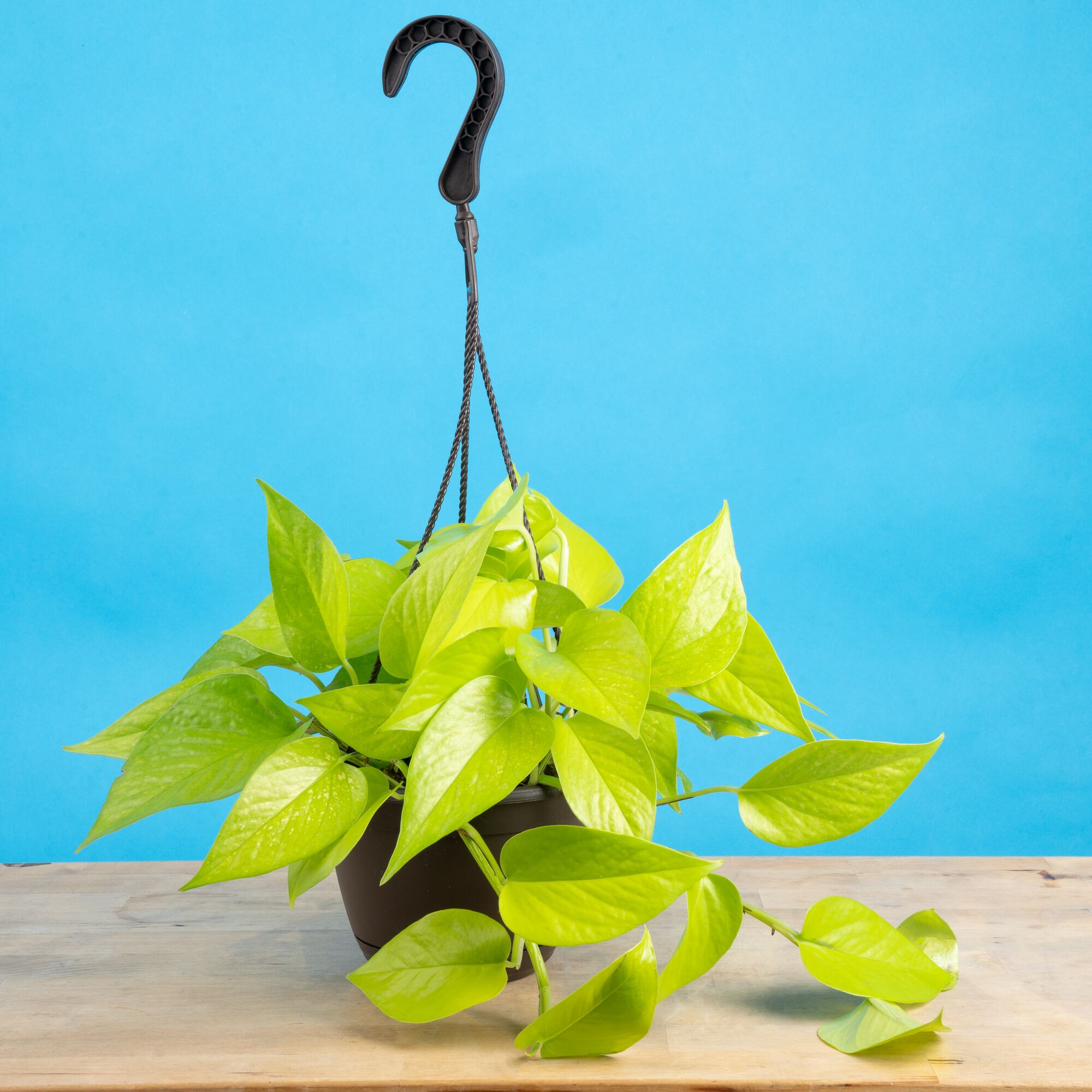 Neon Pothos Epipremnum | medium – Costa Farms