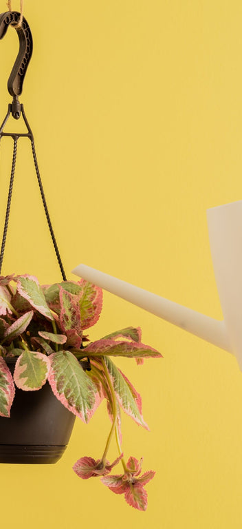 Exotic Angel Plants – Costa Farms