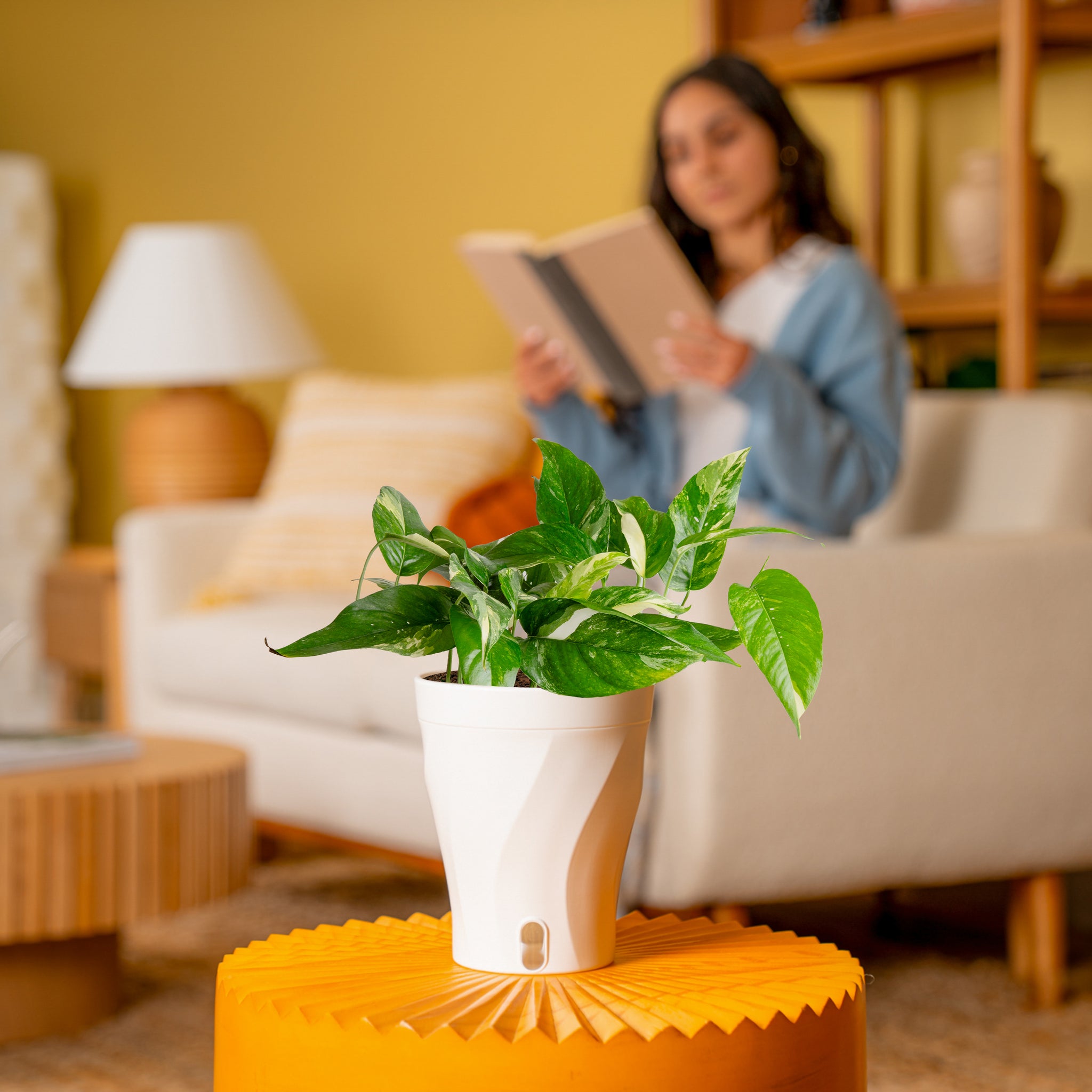 Albo Pothos | medium – Costa Farms