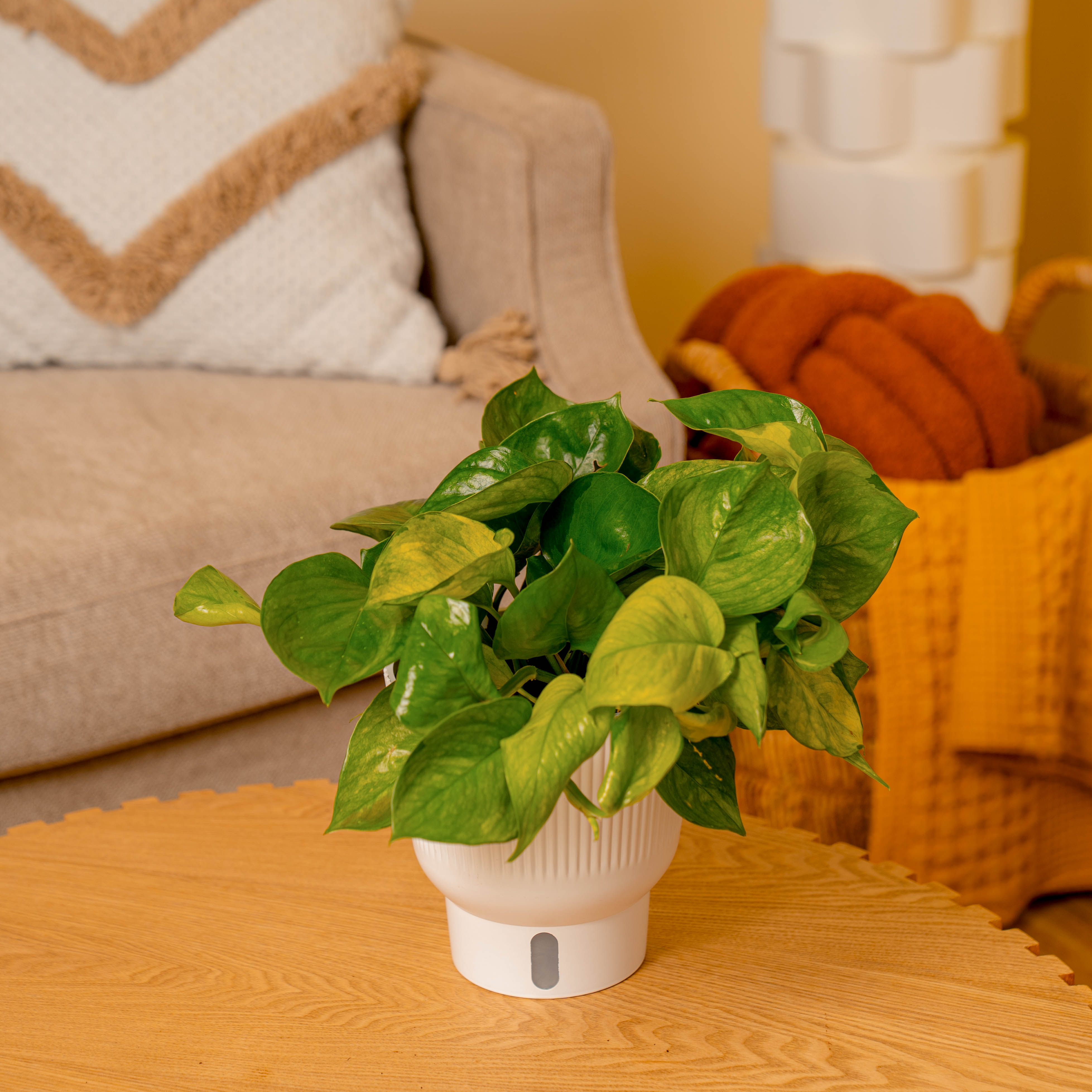 Lemon Top Pothos | medium – Costa Farms