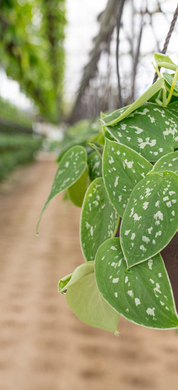 Exotic Angel Plants – Costa Farms