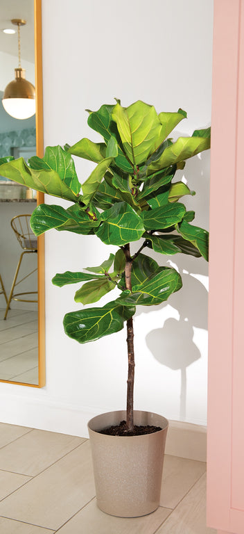 Mission & Values – Costa Farms