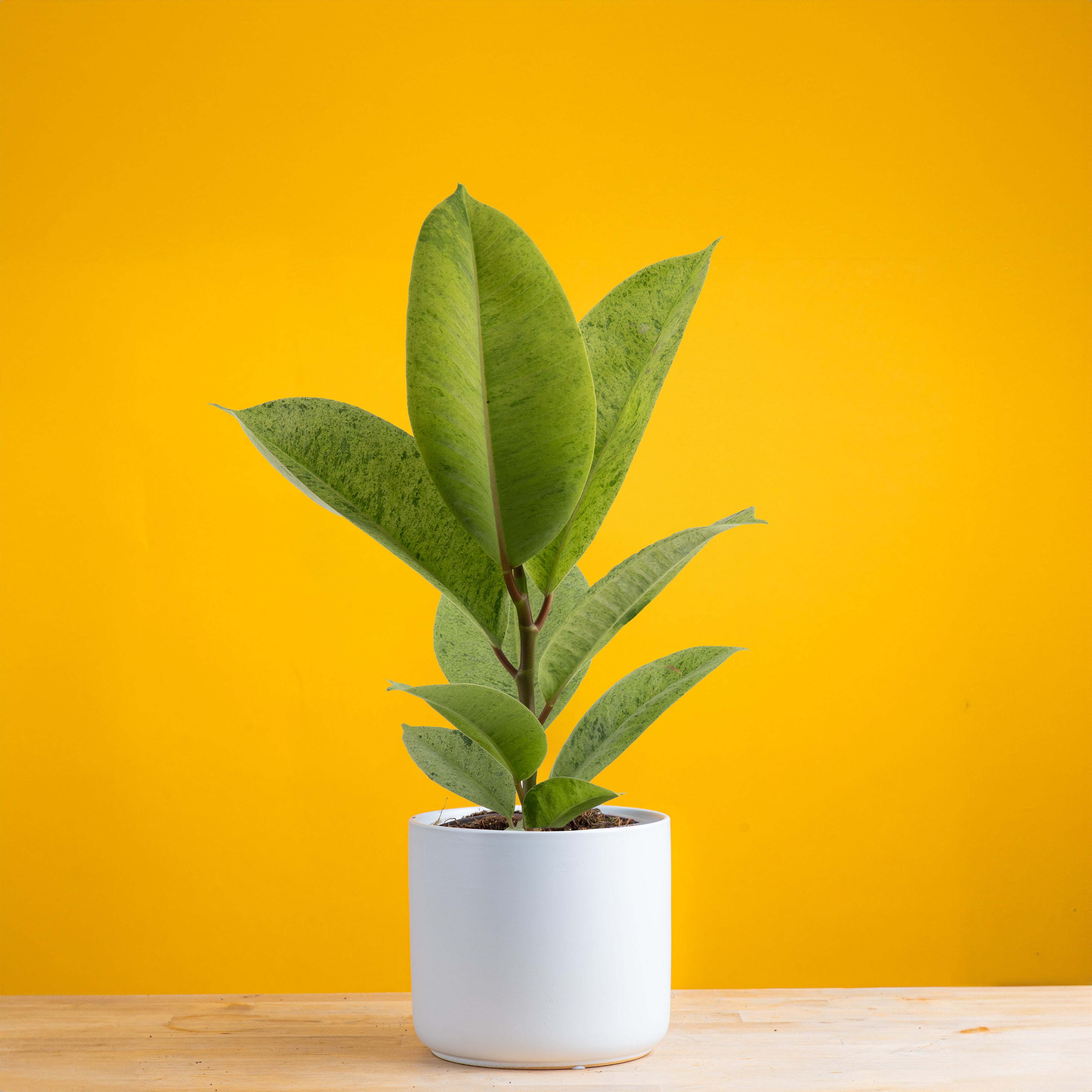 Ficus Shivereana | Medium – Costa Farms