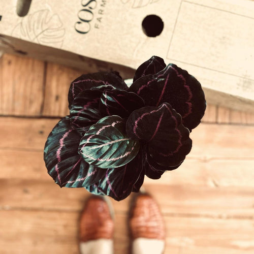 Costa Farms - Plants Sold Fresh from the Farm