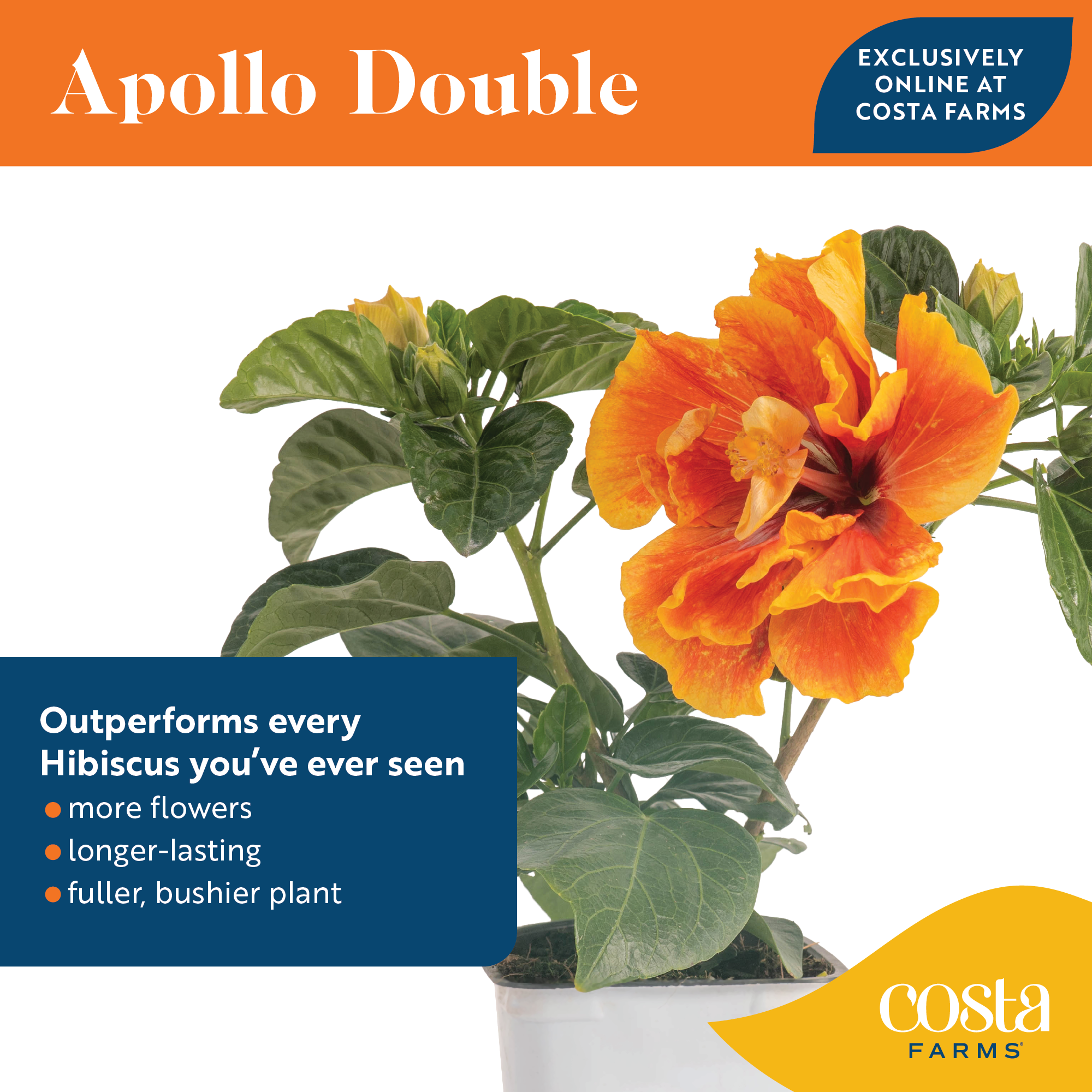 Double Orange Hibiscus Flower