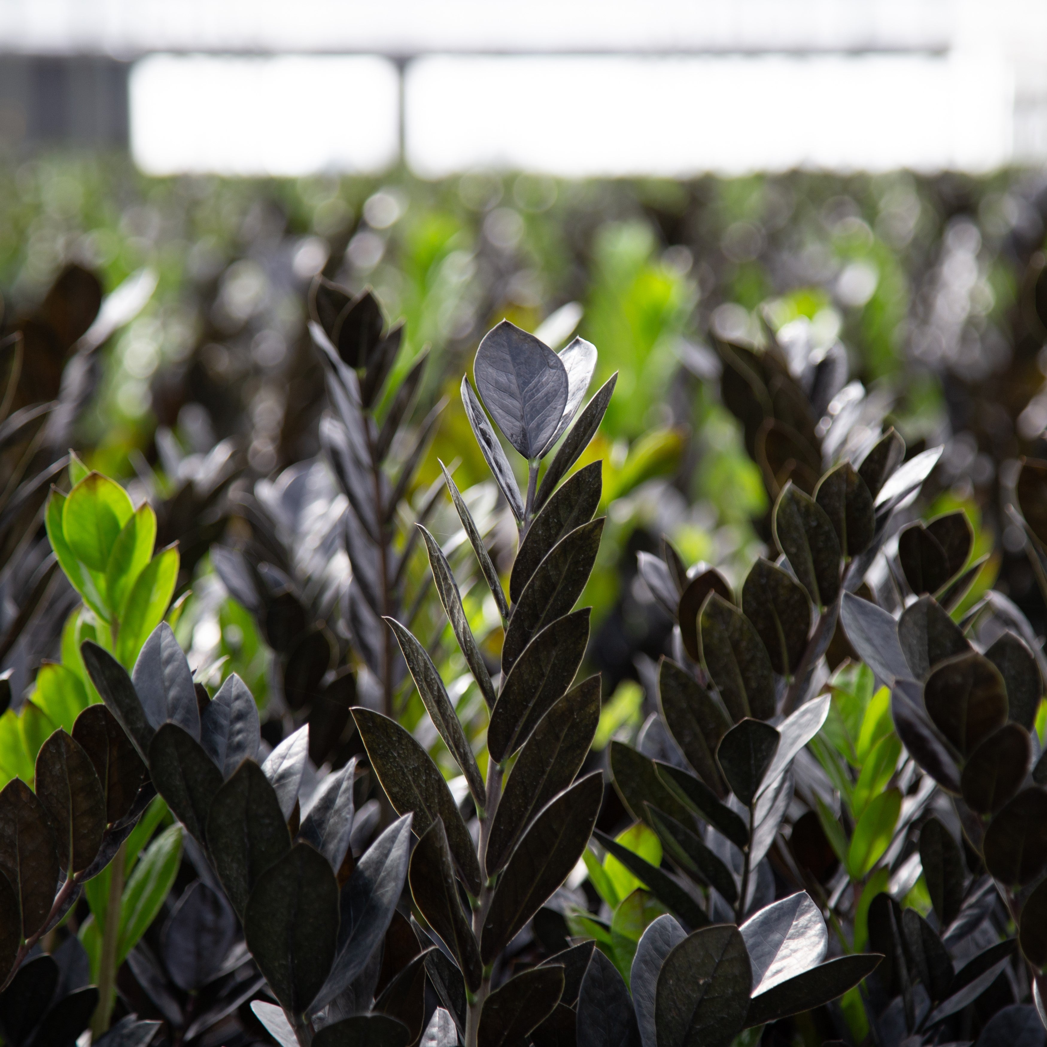 Raven ZZ – Costa Farms